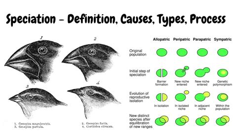 Speciation Definition Causes Types Process Biology Notes Online Speciation Definition Causes Types Process Biology Notes Online