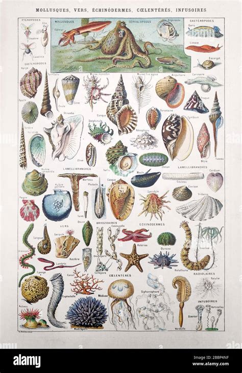Old Illustration About The Marine Life Molluscs Worms Echinoderms