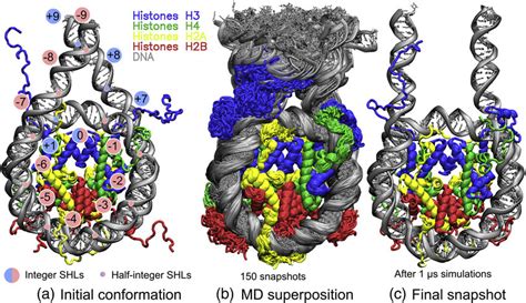 Overview Of Structure And Dynamics Of The Full Nucleosome Model Fn