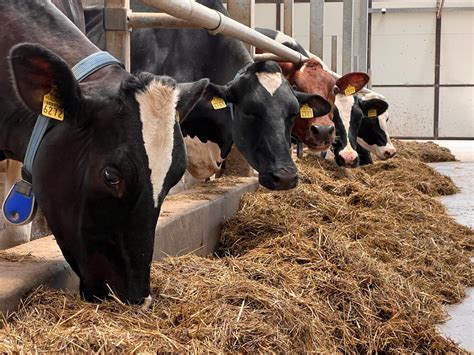 Piena Lopkopji Vēl Neplāno Protestus Risinājumus No Ministrijas Cer Sadzirdēt Tuvākajās Nedēļās