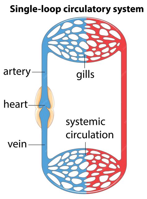 Premium Vector Medical Education Infographic Single Loop Circulatory