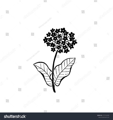 Black White Illustration Plant Milkweed Asclepias Stock Vector Royalty