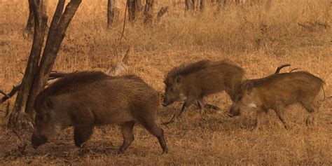 Wild Boar Animal Facts Information And Habitat