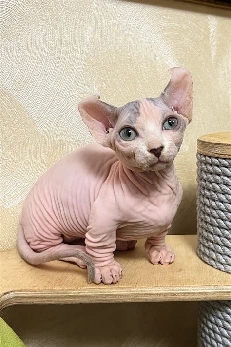 Claus The Adorable Dwelf Sphynx Kitten