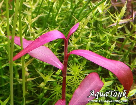 Polygonum Sp Sao Paulo Aquarium Plant Aquatank Rare Aquarium Plants