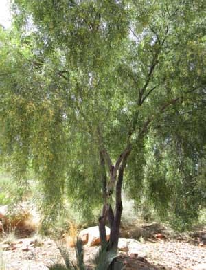 Cooba - Alice Springs Desert Park