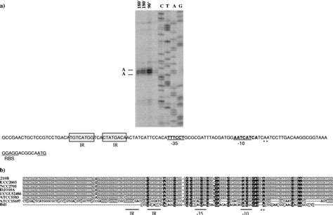 Determination Of The B Breve 210b Ser Transcription Initiation Site By