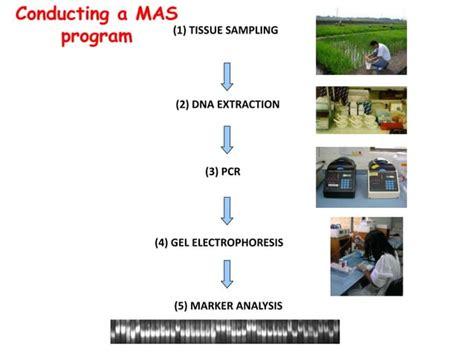 Marker Assisted Selection Pdf