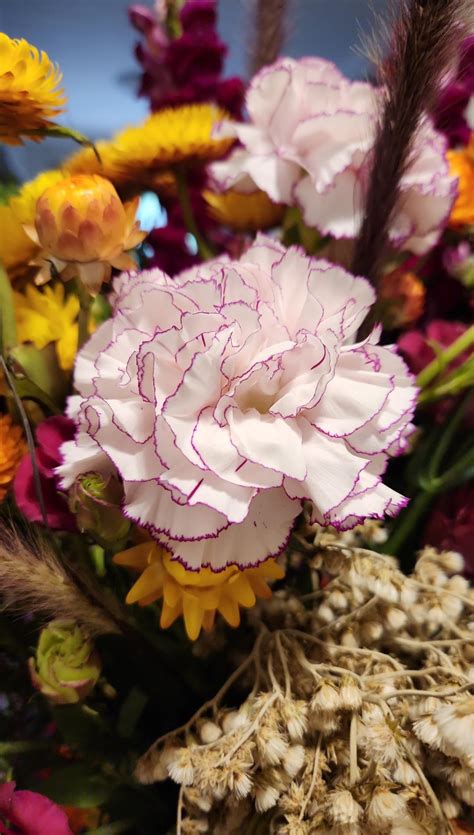 Carnation Flowers Dianthus Spp Are Beautiful Rbotanicalporn