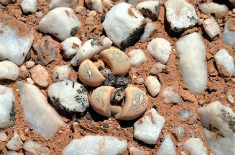 Lithops Meyeri Botanical Realm