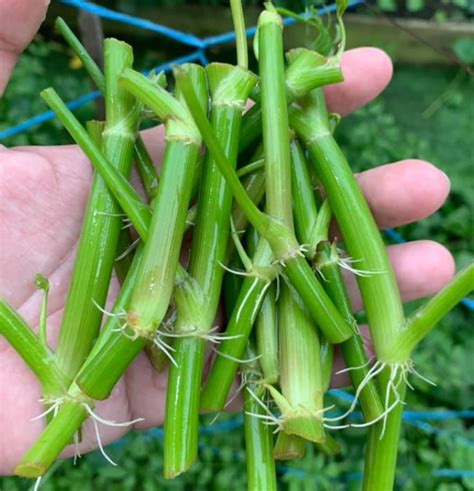 Ulam Selom Memang Wajib Ada Dalam Hidangan Laksa Ini Kaedah Senang