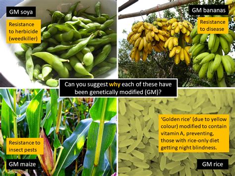 Genetic Engineering Designed For Section 5c Edexcel Igcse Biology