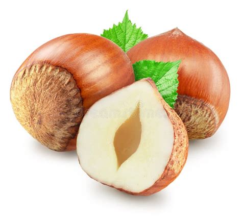 Hazelnuts Split Of Hazelnut Kernel And Green Leaves On White Background Clipping Path Stock