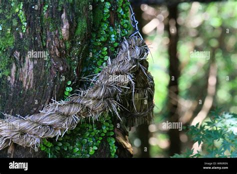Tied Tree Trunk High Resolution Stock Photography And Images Alamy
