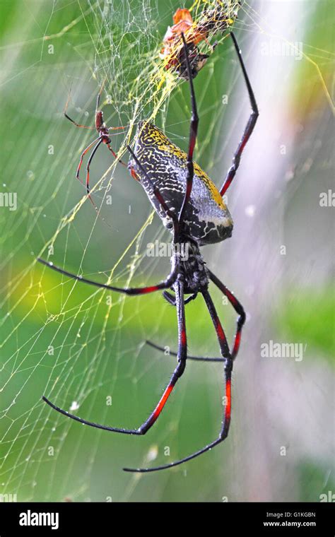A Huge Female Golden Silk Orb Weaver Spiders Nephila Madagascariensis With A Small Male Stock