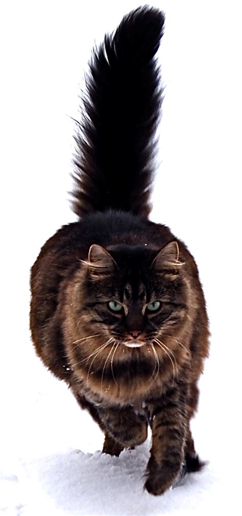 Maine Coon Wikipedia