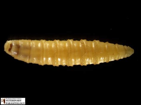 Cochliomyia Sp Flies Monster Hunters Guide To Veterinary Parasitology