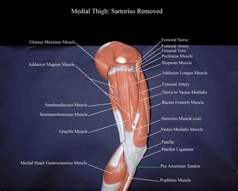 Gracilis Model