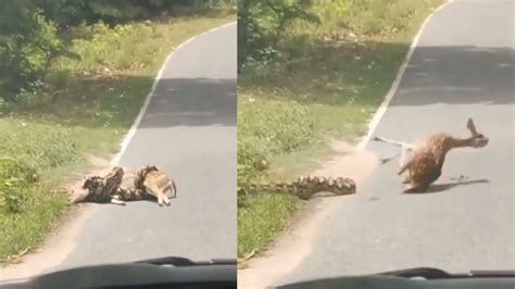 Viral Video Man Rescues Deer From Python Internet Divided Pune Pulse