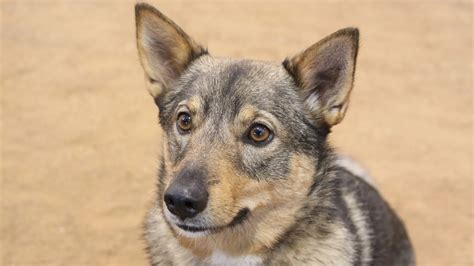 Everything About Swedish Vallhund — 2025 Facts Care And Adoption