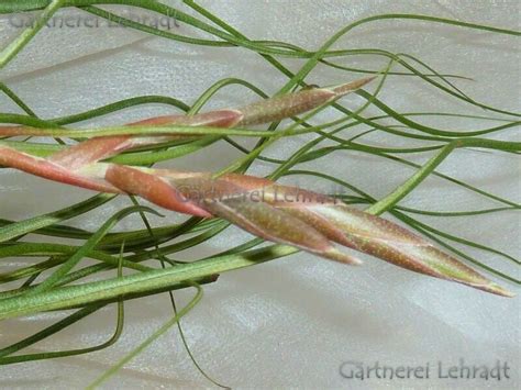 Tillandsia butzii