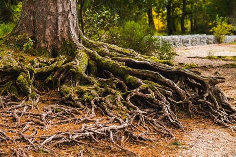 Sycamore Roots Abilities Can Sycamore Tree Regenerate