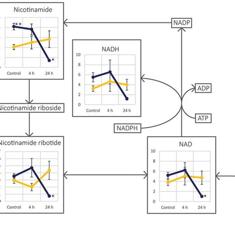 Schematic Figure Of The Nicotinamide And Nicotinic Acid Metabolism