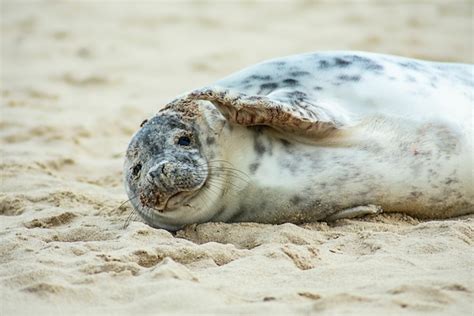 Puget Sound Institute