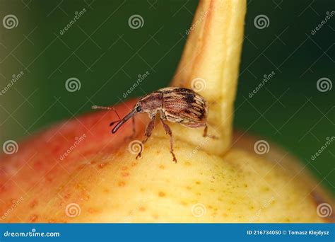 Anthonomus Pomorum Or The Apple Blossom Weevil Is A Major Pests Of