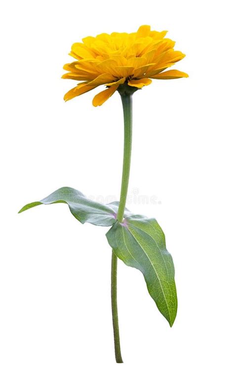 Isolated Yellow Zinnia Flower With Stem Cut Out On White Background For