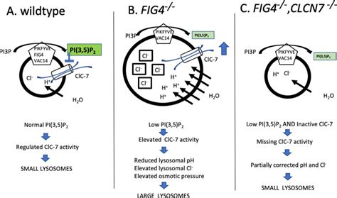 The Chloride Antiporter Clcn7 Is A Modifier Of Lysosome Dysfunction In