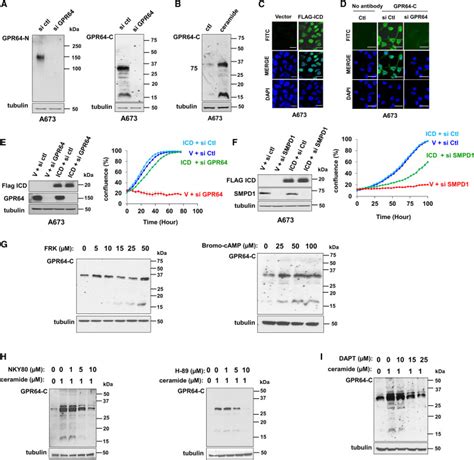 Ceramide Induced Cleavage Of Gpr64 Intracellular Domain Drives Ewing
