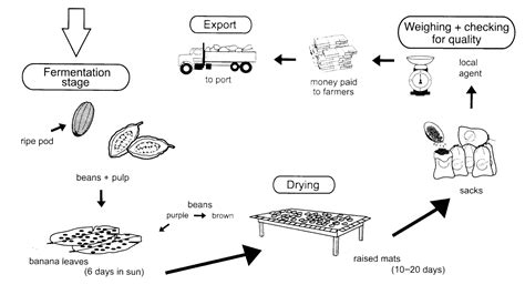 Joel Swagman Reviews TESOL The Diagram Below Shows How Cocoa Beans Are Prepared For Export