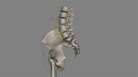 Premium Photo Mesenteric Lymphatic Vessels Play A Critical Role In