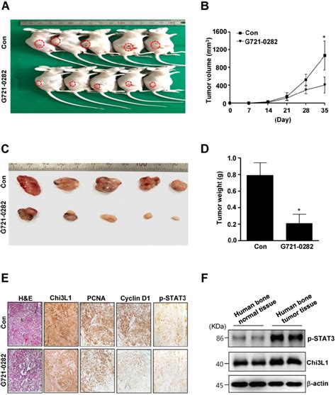 Effects Of G721 0282 On Tumor Growth In An Xenograft Mouse Model A Download Scientific