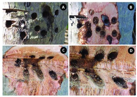 Result Of Some Holes Made With The Aid Of A Hand Drill Without Applying