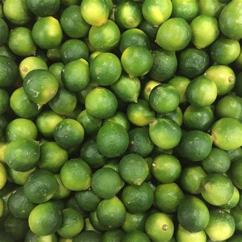 小青桔能不能冻起来青金桔能不能冷冻保存小青桔大山谷图库