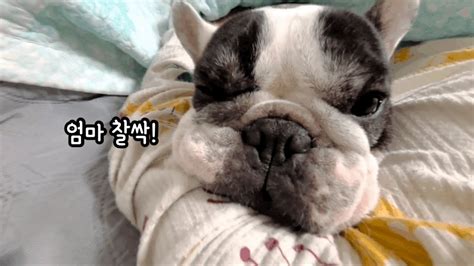 엄마한테 찰싹 Youtube