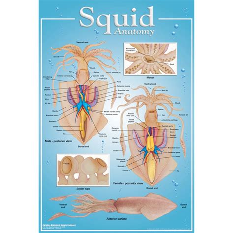 Squid Anatomy Poster Carolina Biological Supply