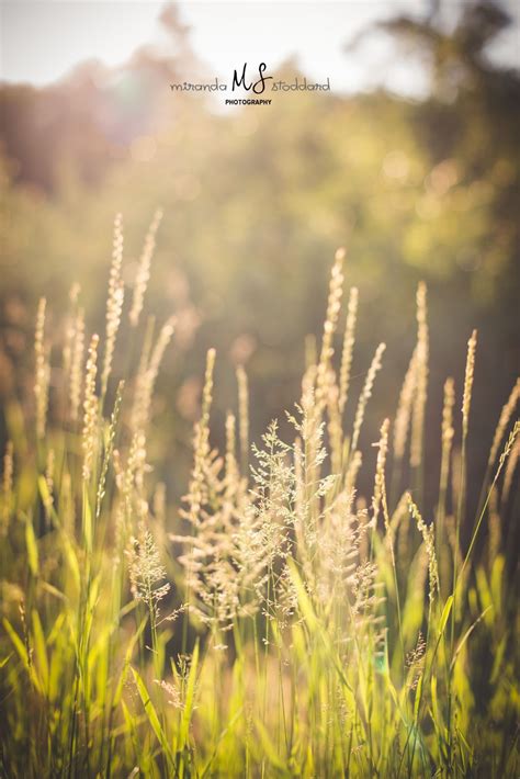 Miranda Stoddard Photography 239 365