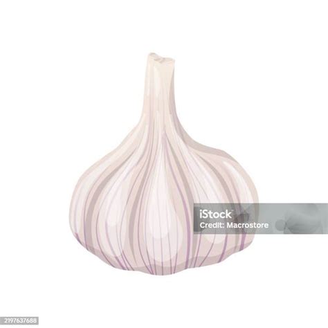 평평한 디자인의 마늘 구근 요리용 향신료 양념 조미료 벡터 일러스트 레이 션이 고립되어 있습니다 건강한 생활방식에 대한 스톡 벡터 아트 및 기타 이미지 Istock