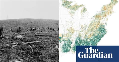 Climate Mitigation Very Cool Trees Stalling Effects Of Global