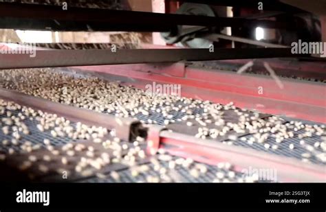 Pea Seed Cleaning Machine Pea Seed Calibration Stock Video Footage Alamy