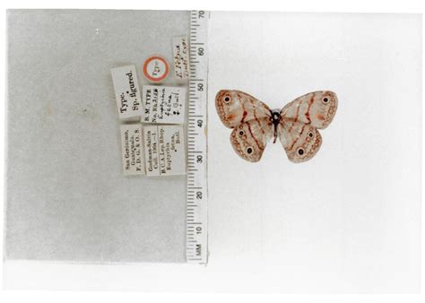 Euptychia Fetna Type Specimens