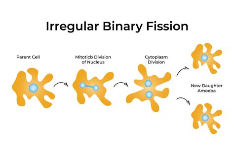 Irregular Binary Fission Science Design Graphic By Hamjaiu · Creative Fabrica