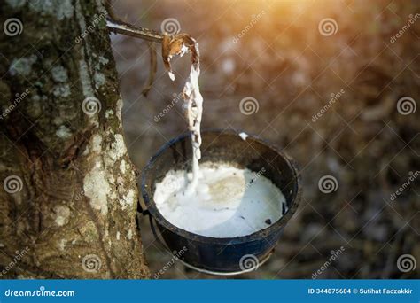 Closeup Rubber Tapping In A Rubber Plantation In Lampung Indonesia