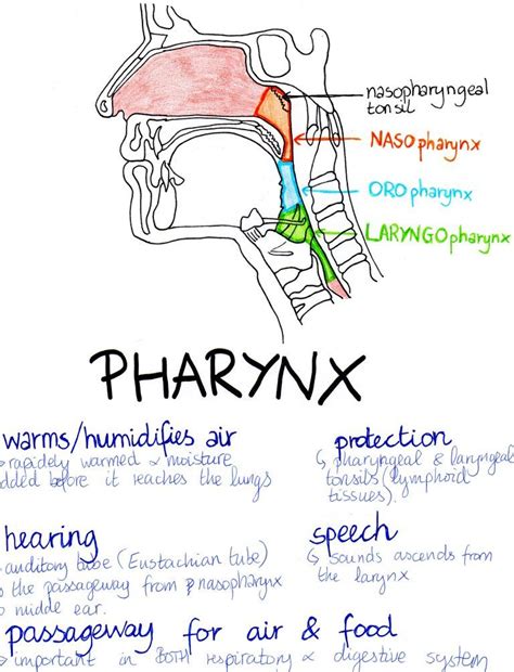 What Are The 12 Cranial Nerves Functions And Diagram Artofit