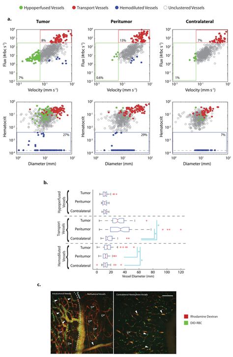 Multiparametric Phenotipic Vessel Clustering To Compare Vessels Within Download Scientific