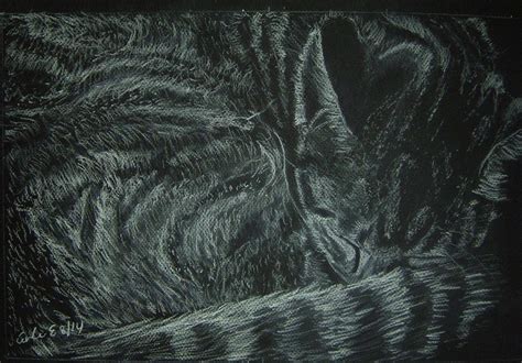 Cat Nap Drawing By Caroline Everett Fine Art America