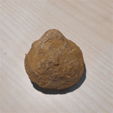 Some Fossil Clams I Found R Fossils